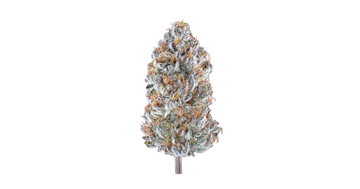 Black Belts Cannabis Strain Diaries - GrowDiaries