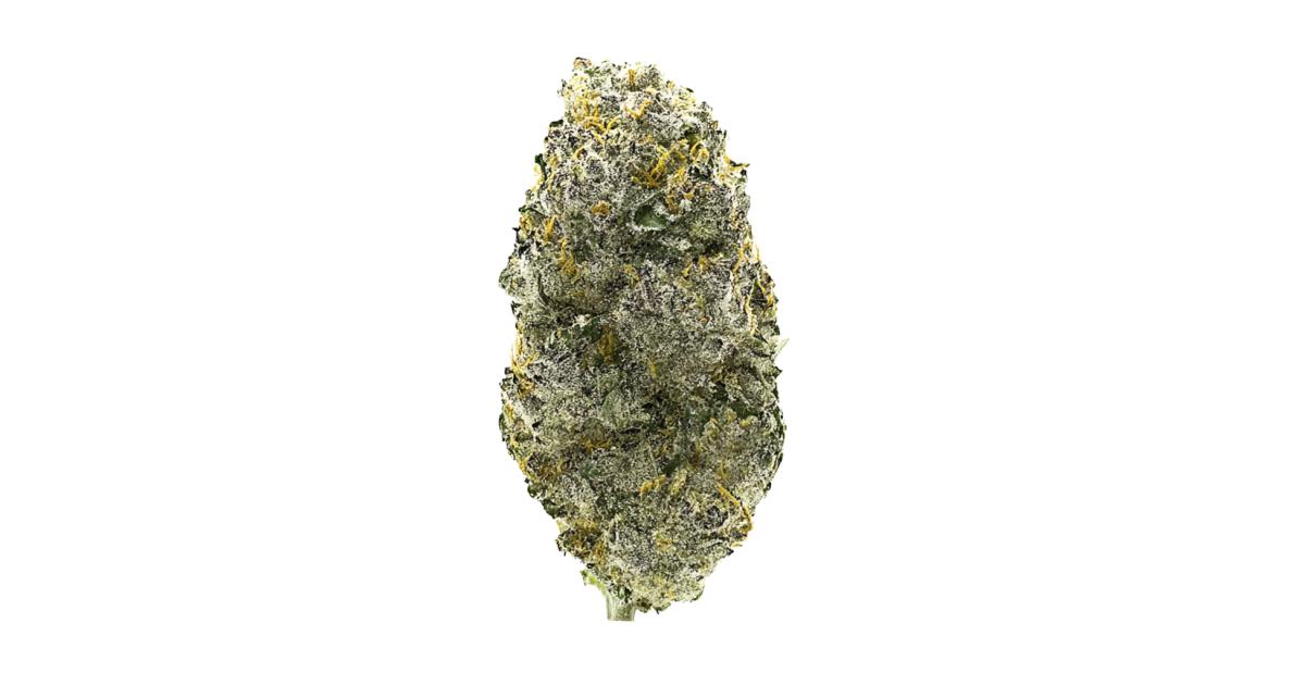 Too Much Maple Cannabis Strain Information - GrowDiaries