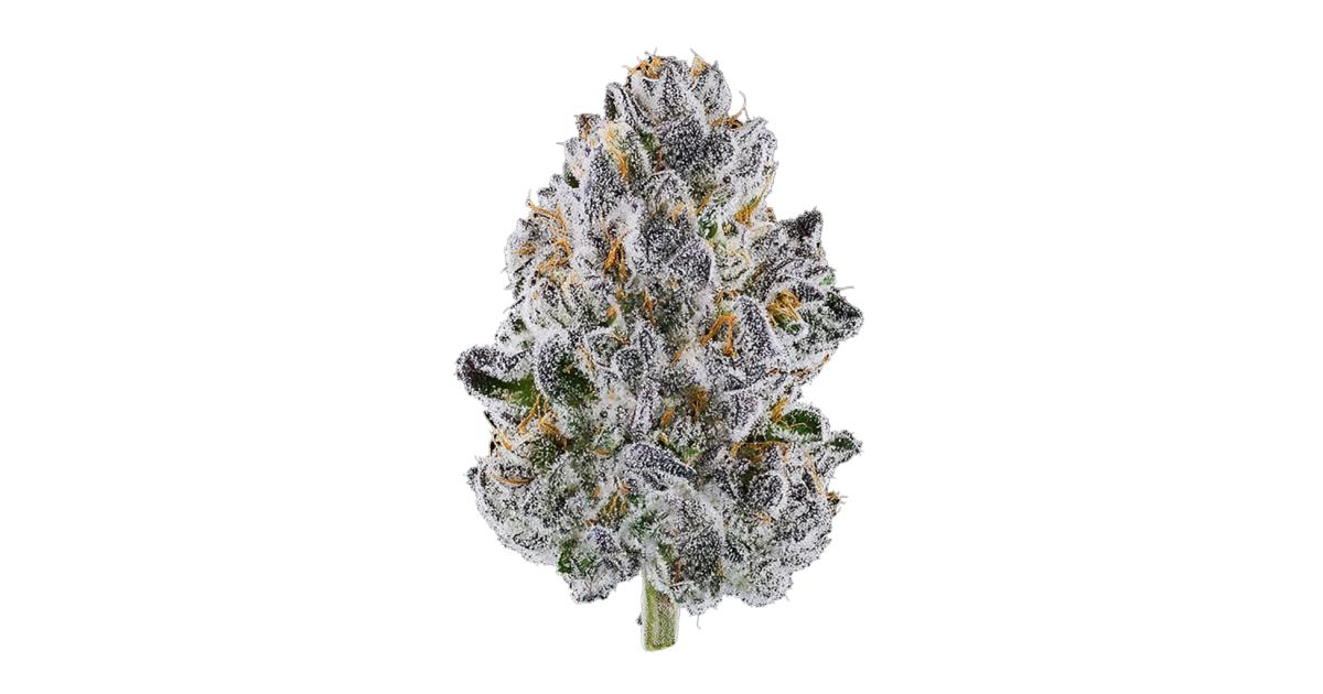 Lemon Cherry bx2 Cannabis Strain Information - GrowDiaries