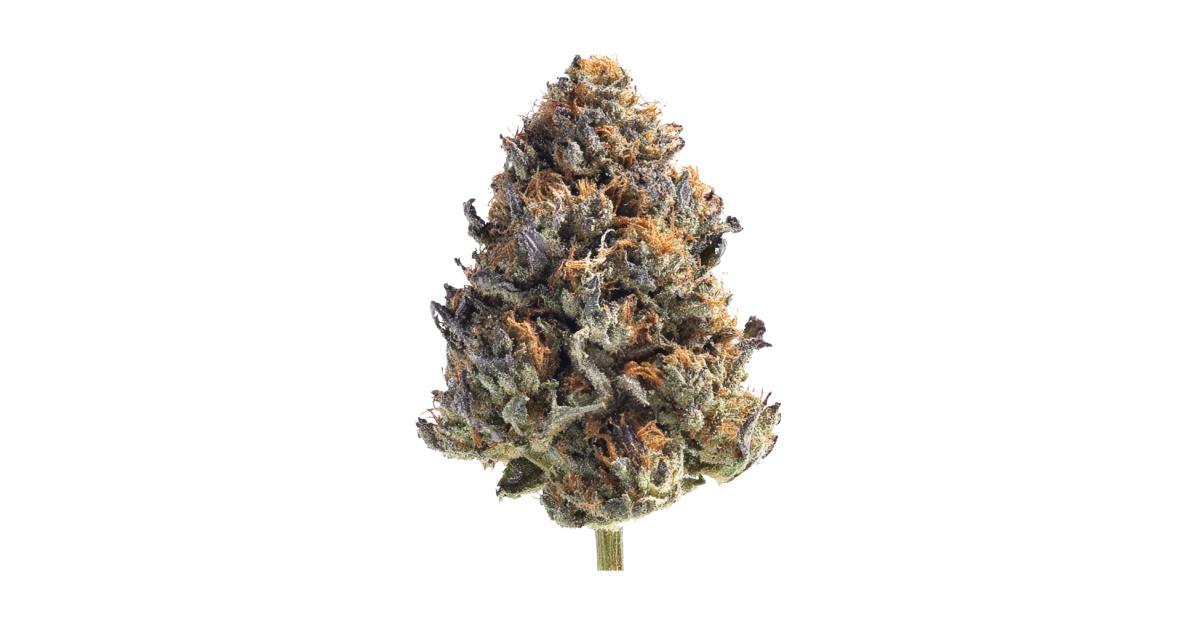 Kombucha Cream Cannabis Strain Information - GrowDiaries