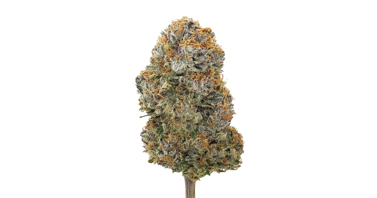Super Cheese Dog Cannabis Strain by Crockett Family Farm...