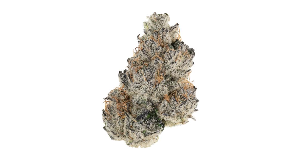 Party Monzter Cannabis Strain by Dark Horse Genetics Inf...