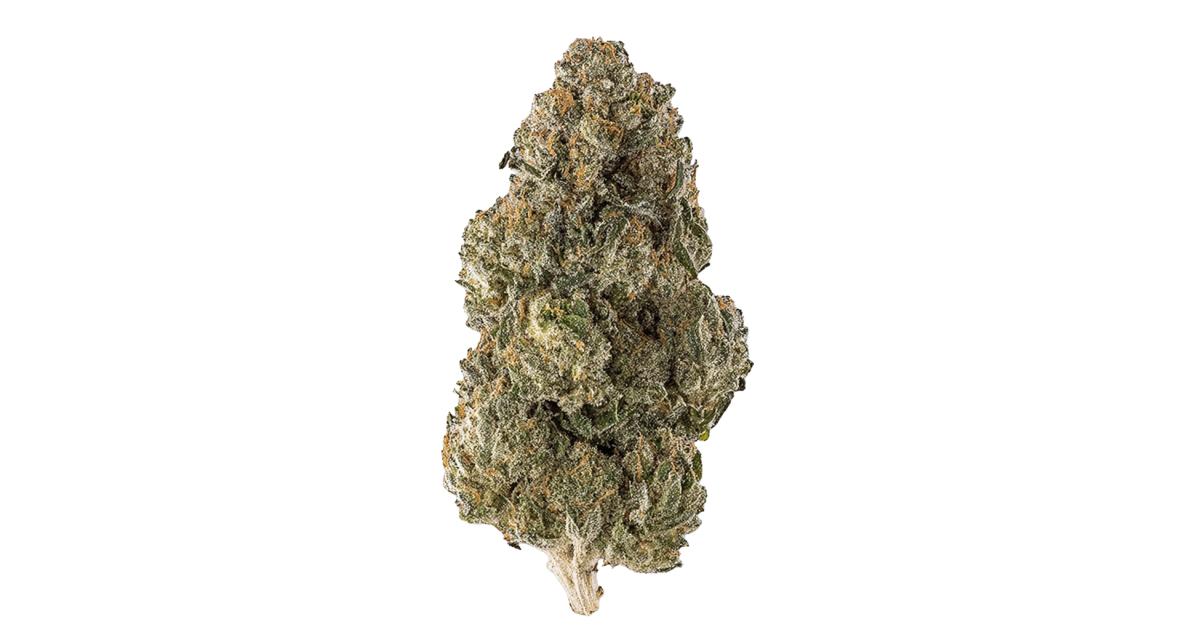 Slam Dank Cannabis Strain Information - GrowDiaries