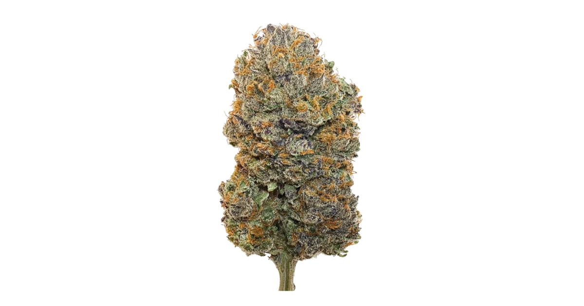 Gorilla Sherbet F1 Fast Version Cannabis Strain Products ...