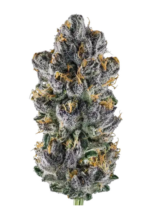 Blue Lobster Cannabis Strain Information GrowDiaries Blue Lobster Cannabis Strain Information GrowDiaries