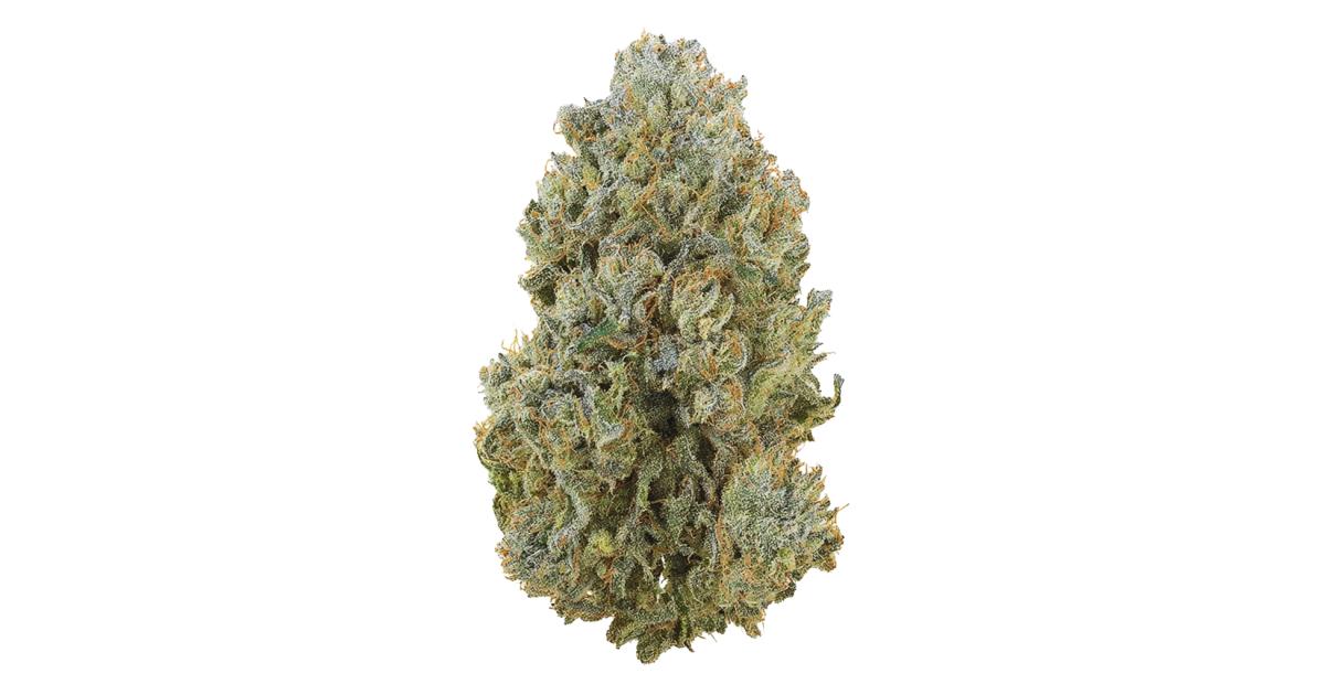 SFnG F2 Cannabis Strain Information - GrowDiaries