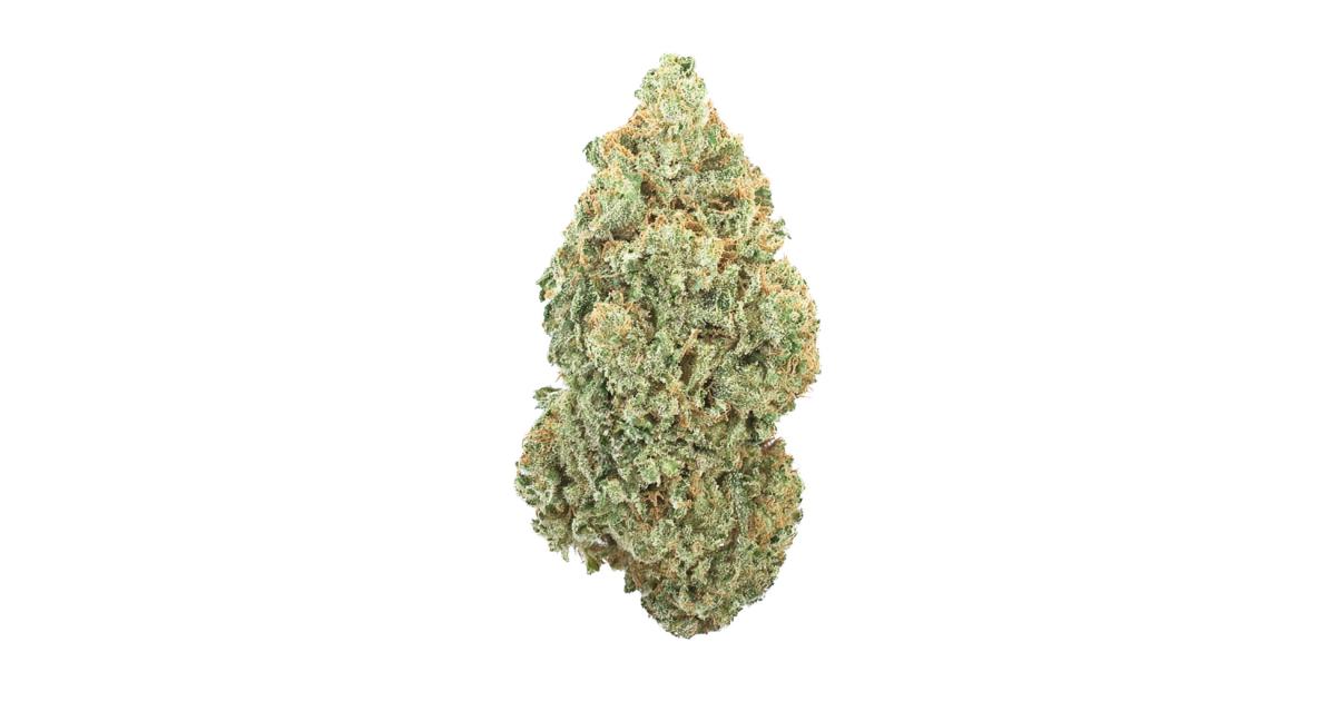 GH Cheese Cannabis Strain Information - GrowDiaries