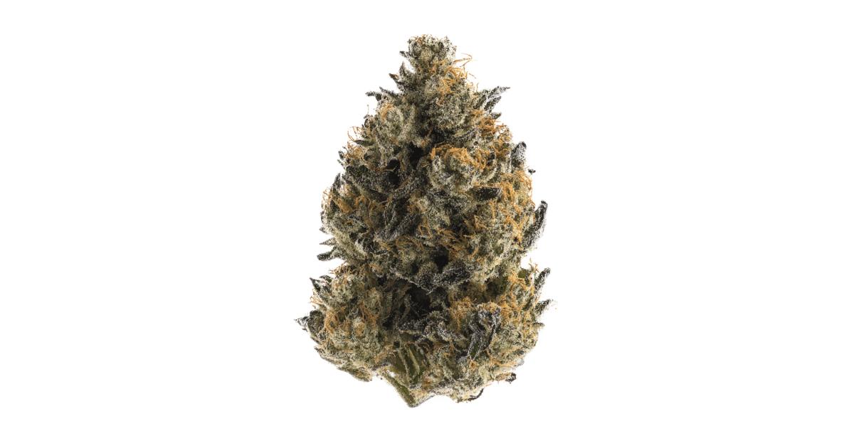 Sour Silverback Cannabis Strain Information - GrowDiaries