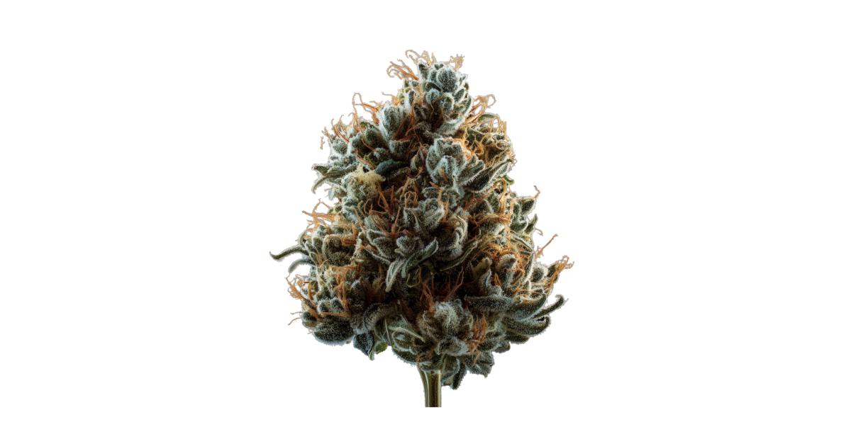 Fruit Fuel Cannabis Strain Information - GrowDiaries