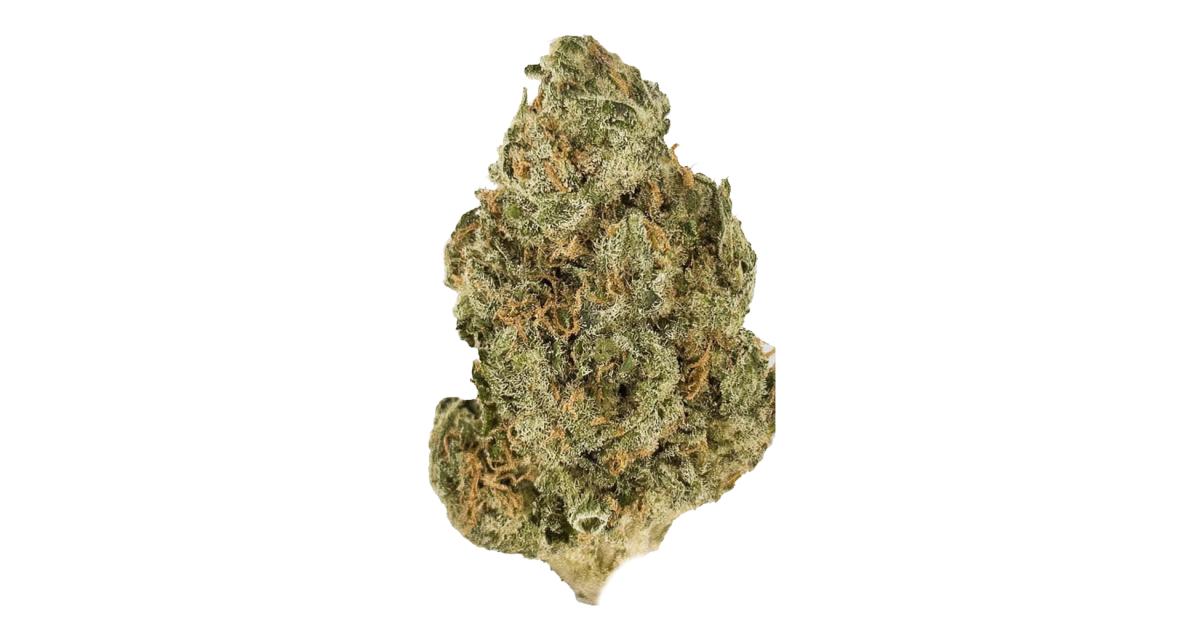 Medusa by Pheno Addicts Cannabis Strain Information - Gro...