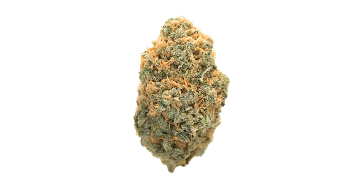 Bitter Orange Cannabis Strain Information - GrowDiaries
